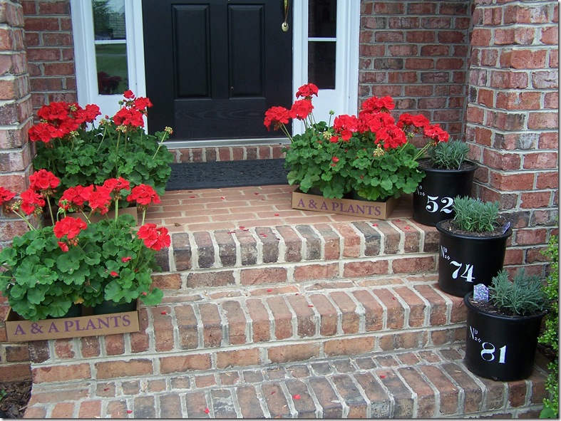Pickles and Cheese: Geraniums on the Front Porch